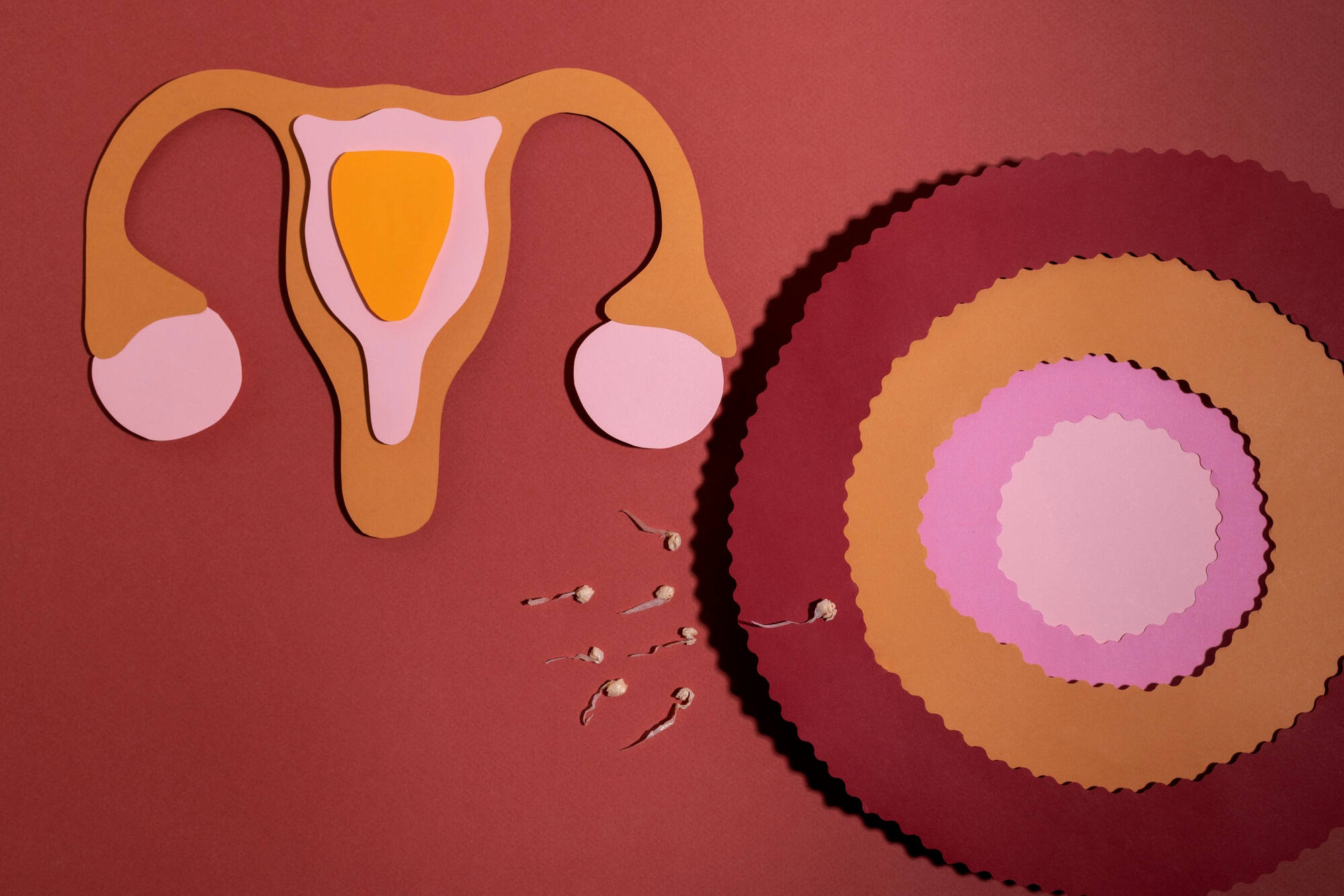 Understanding Ovulation: Your Guide to Fertility :: Fitie :: Articles