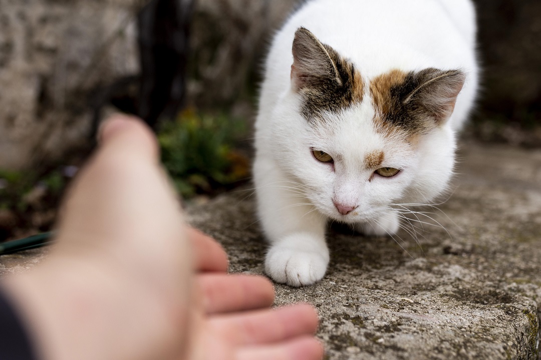 Is Ringworm a Fungal Infection from Cats? :: Fitie :: Articles