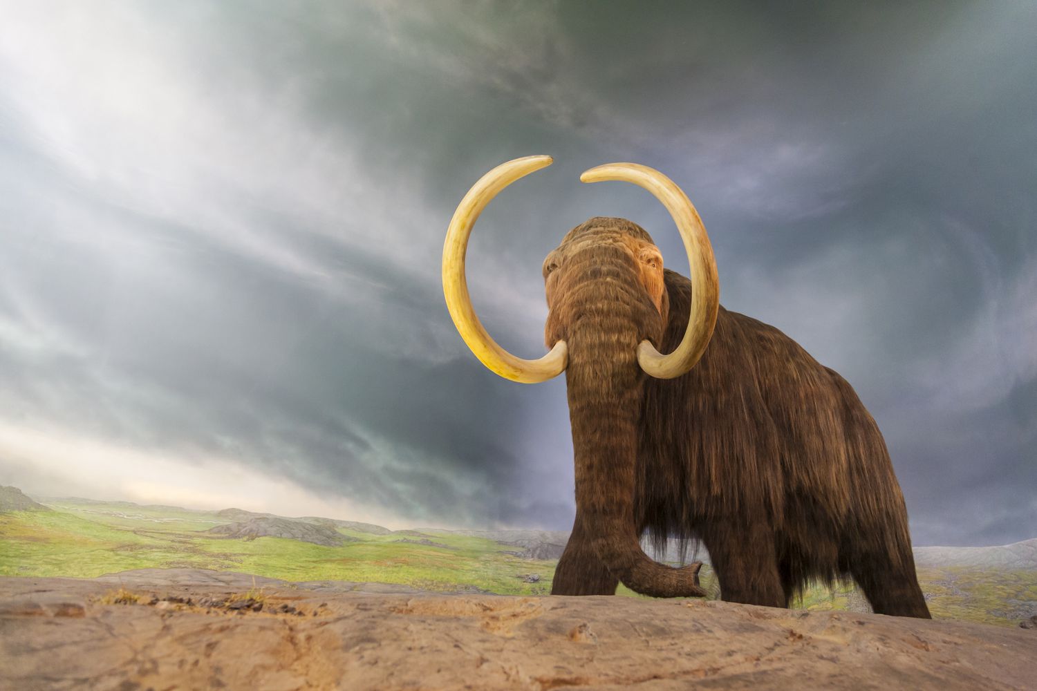 Dikira Punah, Gajah Purba Ini Masih Hidup! :: Fitie :: Artikel